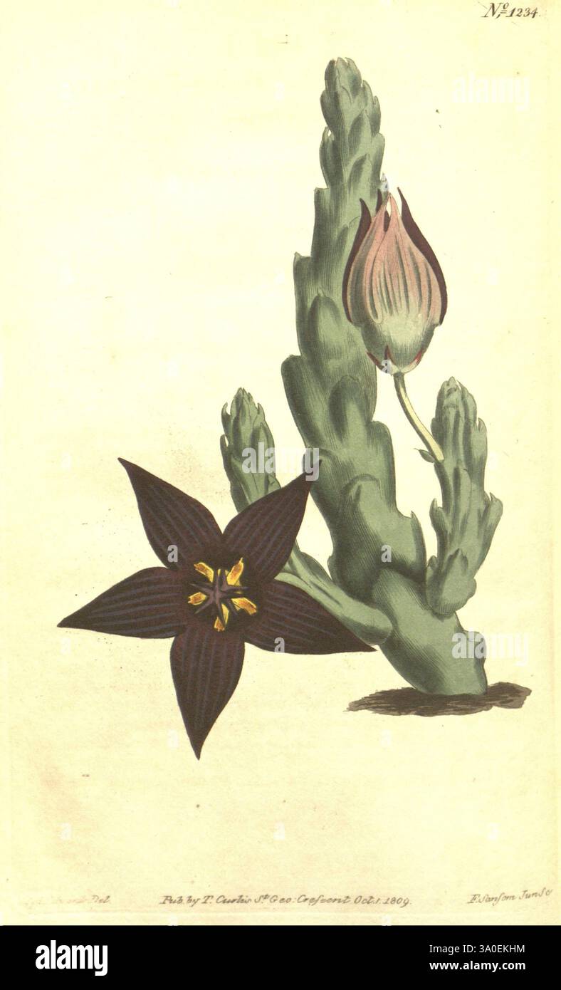 Vetula taxonomy hi-res stock photography and images - Alamy