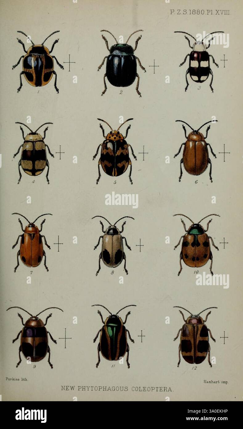 Twelve distinct illustrations of various species of beetles hi-res ...