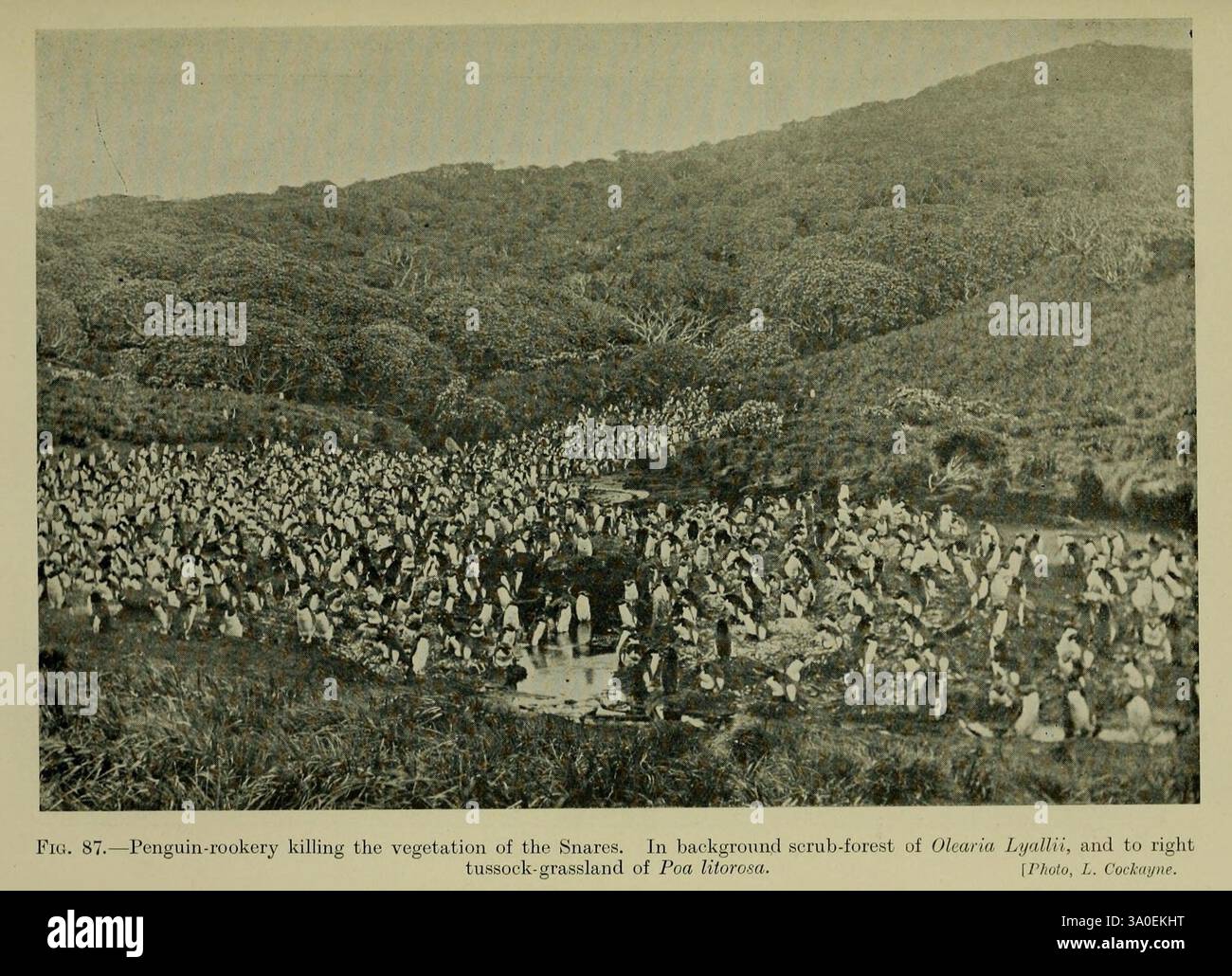 Dense collection of rocks hi-res stock photography and images - Alamy