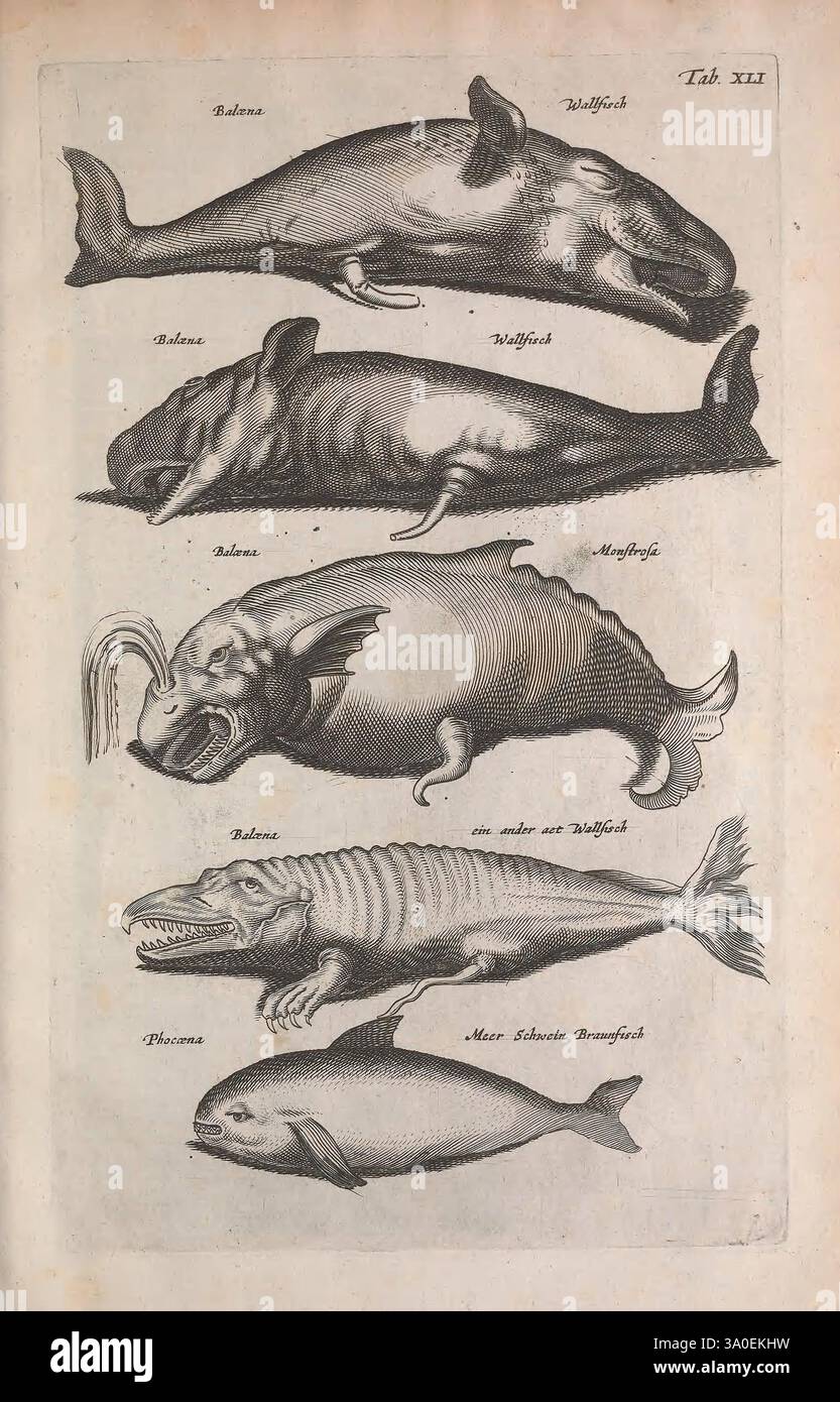 Side view of several whales hi-res stock photography and images - Alamy