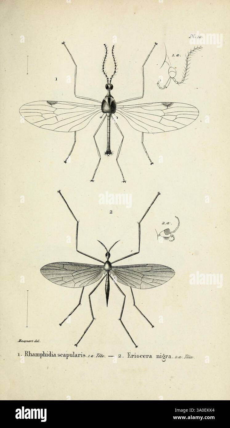 Diptères, exotiques, nouveaux, ou peu connus Paris, Roret, 1838-1843 ...
