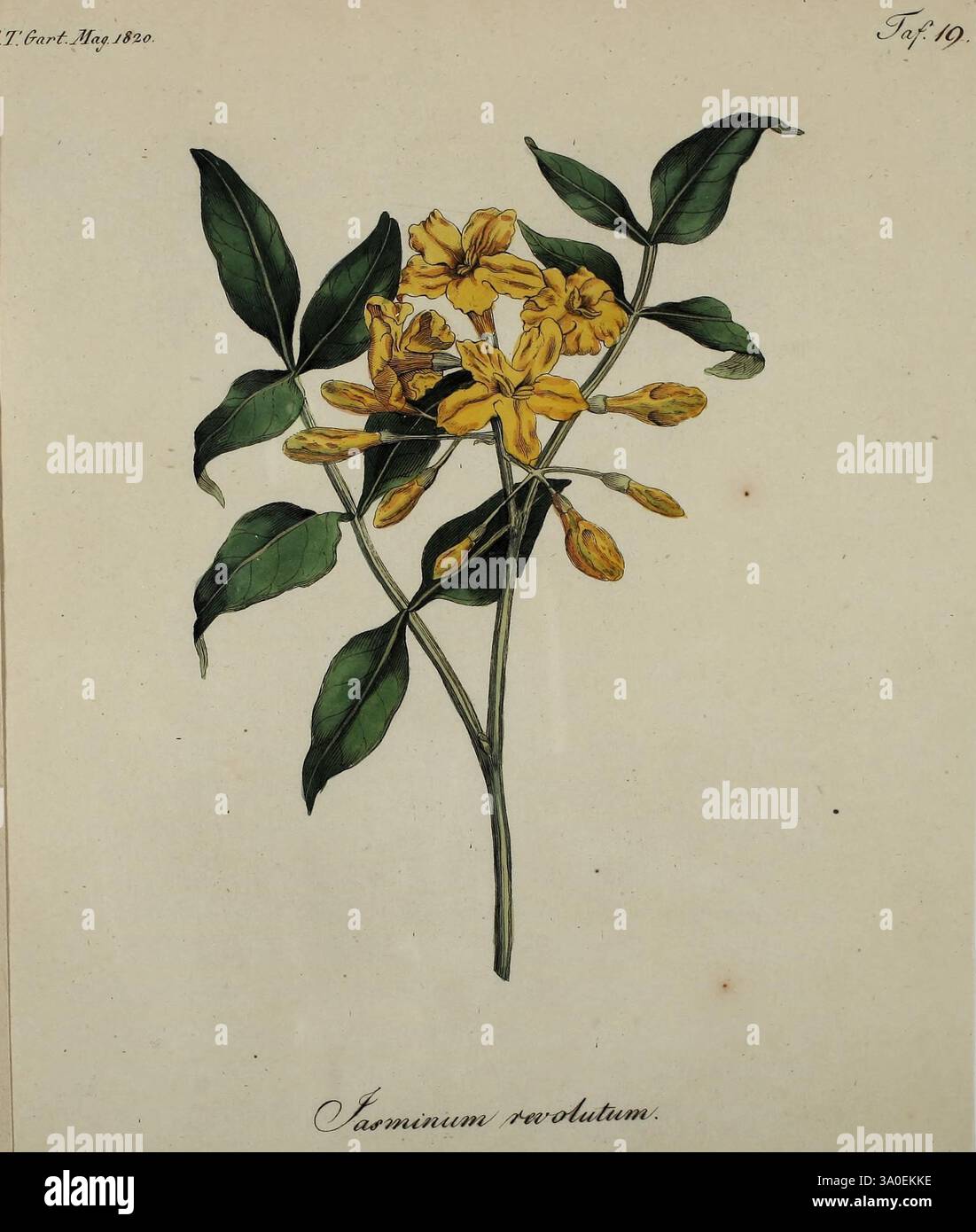 Cluster of yellow jasmine flowers hi-res stock photography and images ...