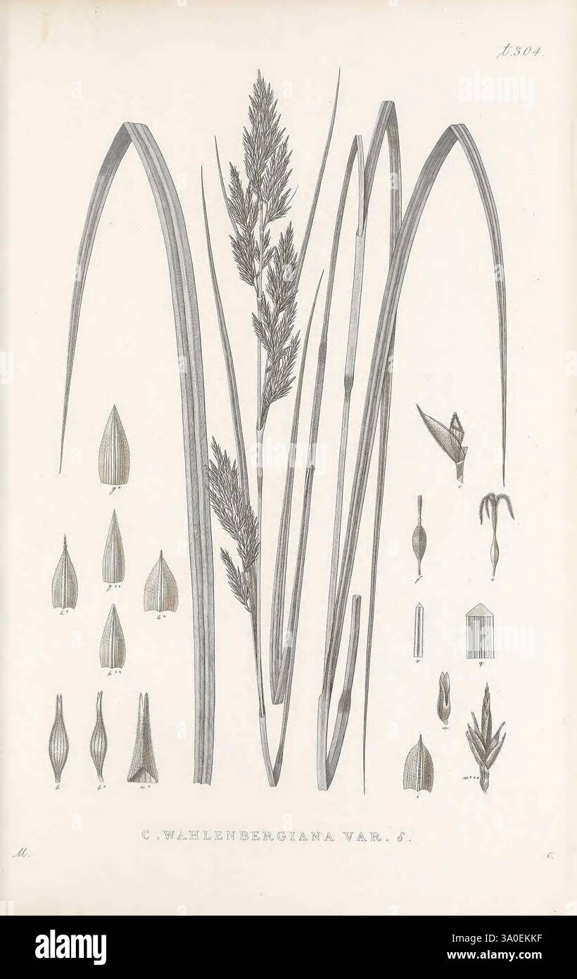 Illustrations of the Genus Carex, London, William Pamplin, 1858-1867 ...