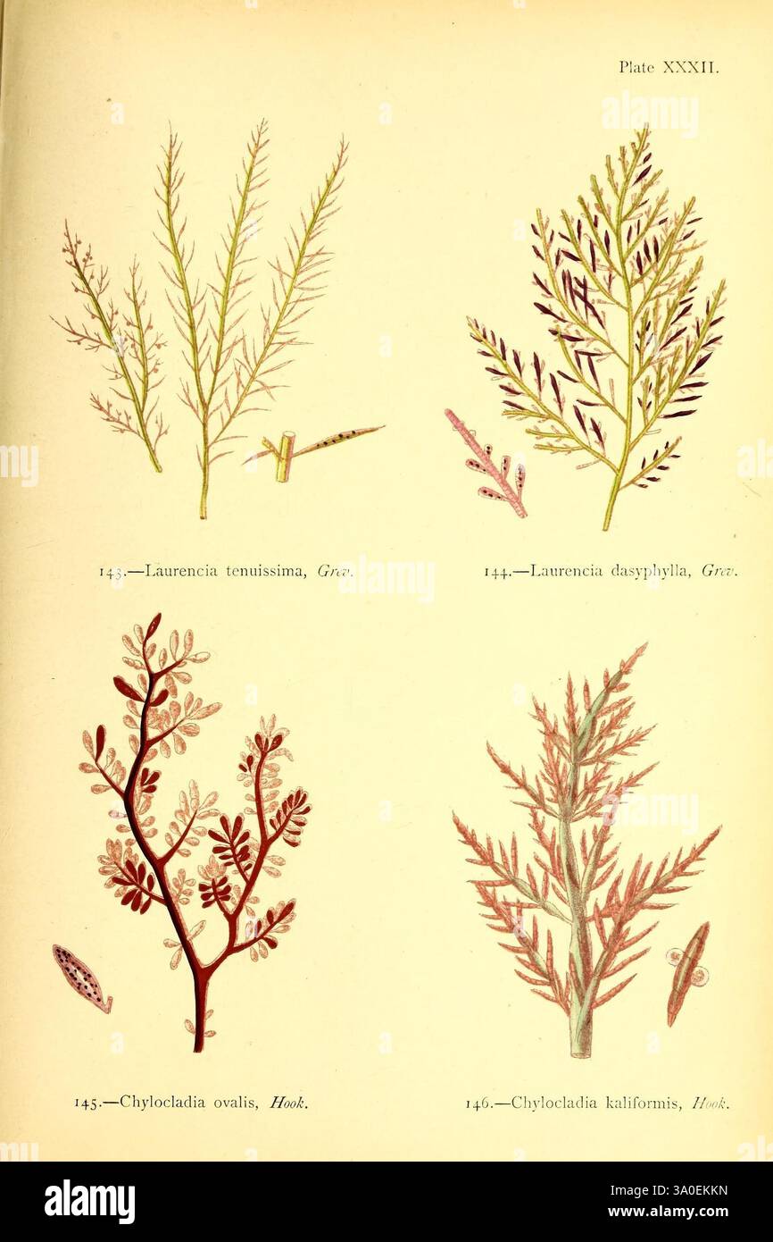 Four distinct species of seaweeds hi-res stock photography and images ...