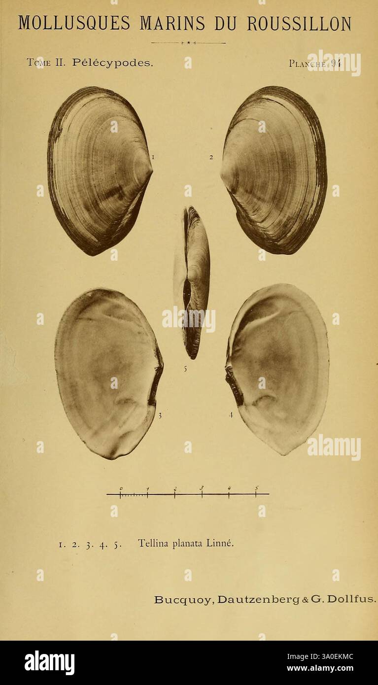 Les mollusques marins du Roussillon Paris, J.-B. Baillière, [1882 ...
