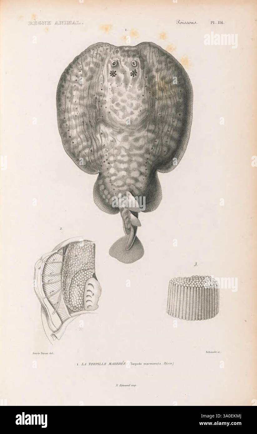 Illustrate various anatomical structures hi-res stock photography and ...