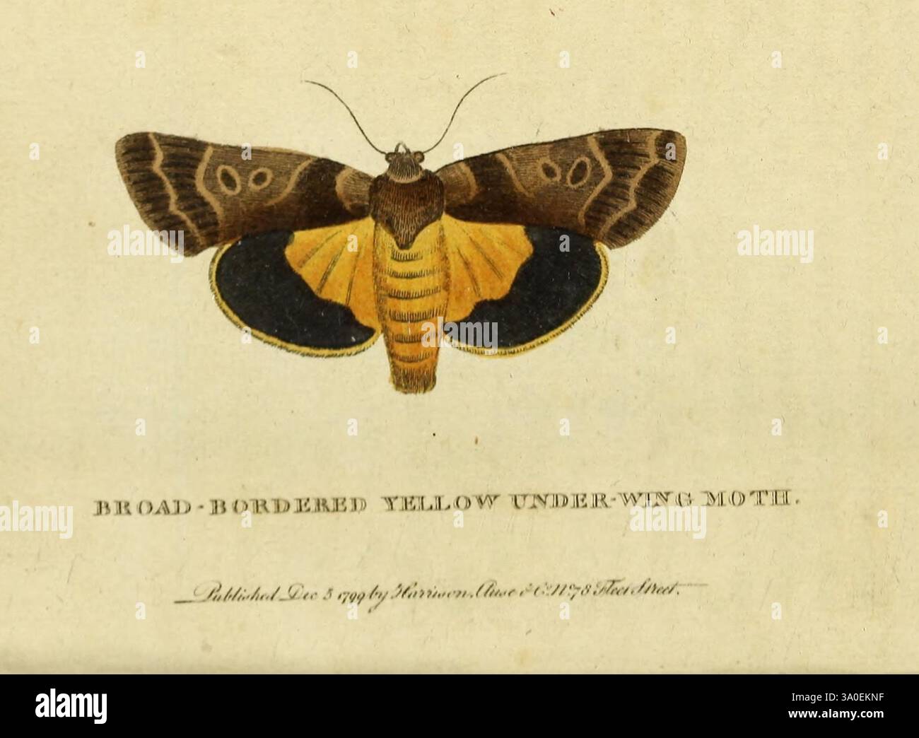 Moth features prominent hi-res stock photography and images - Alamy
