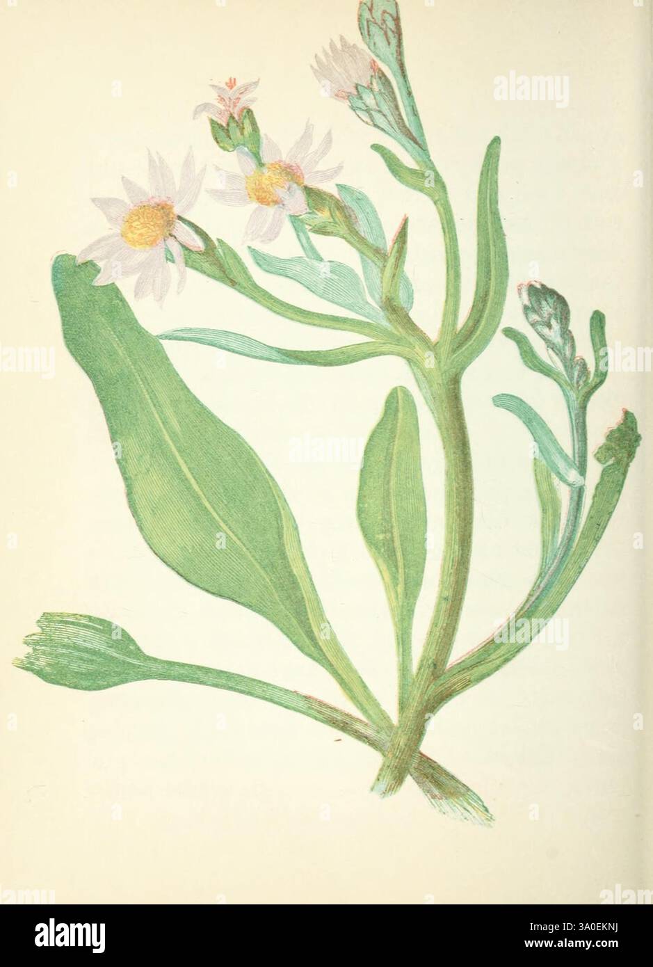 Wild Flowers London Pott Young & Co. [1857] Great Britain Wildflowers ...