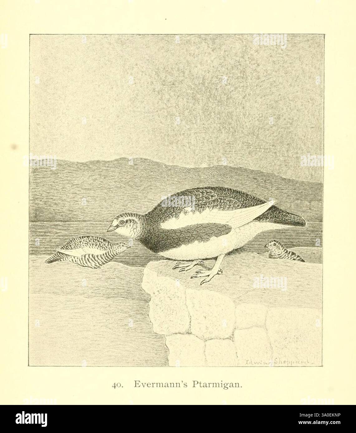 The, gallinaceous, game, birds, of, North, America, New York, F.P. 1897 ...