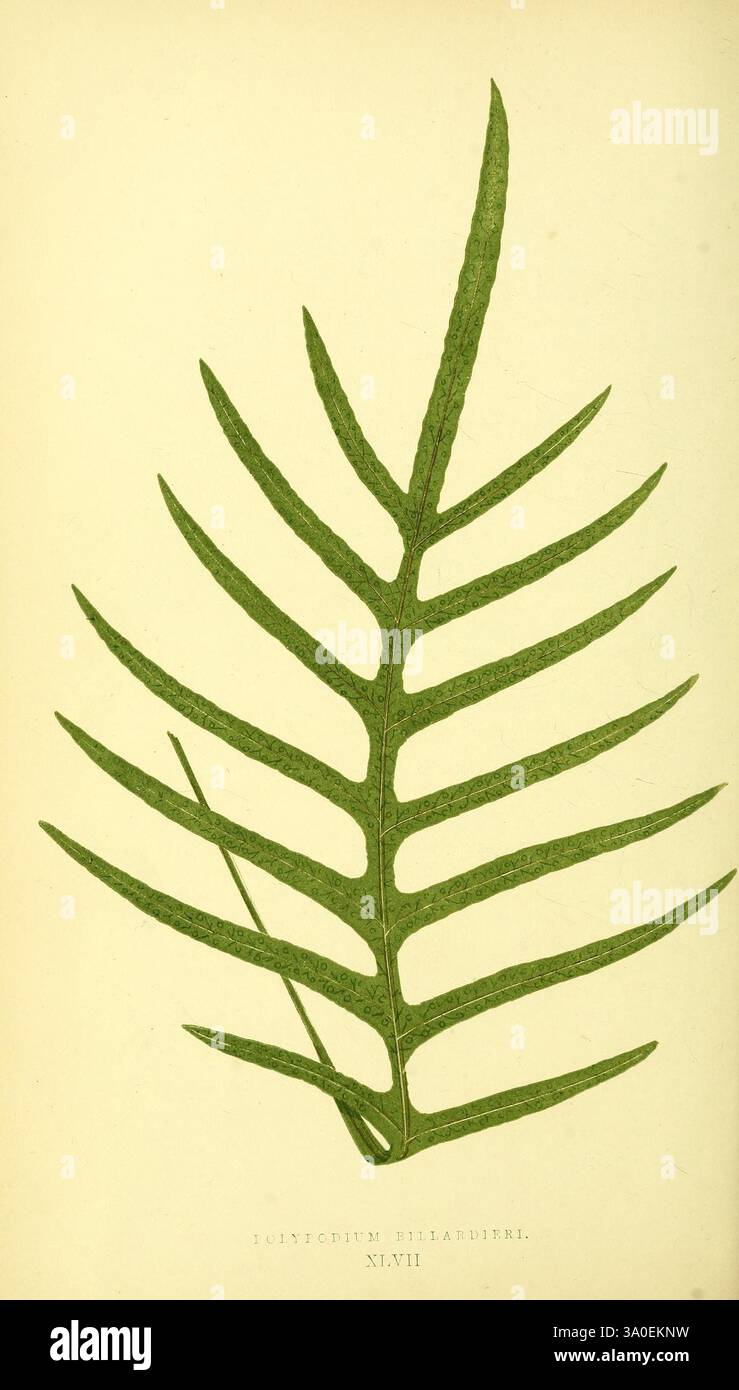 Ferns: British and exotic. 1856-60, ferns, Polypodium billardieri ...