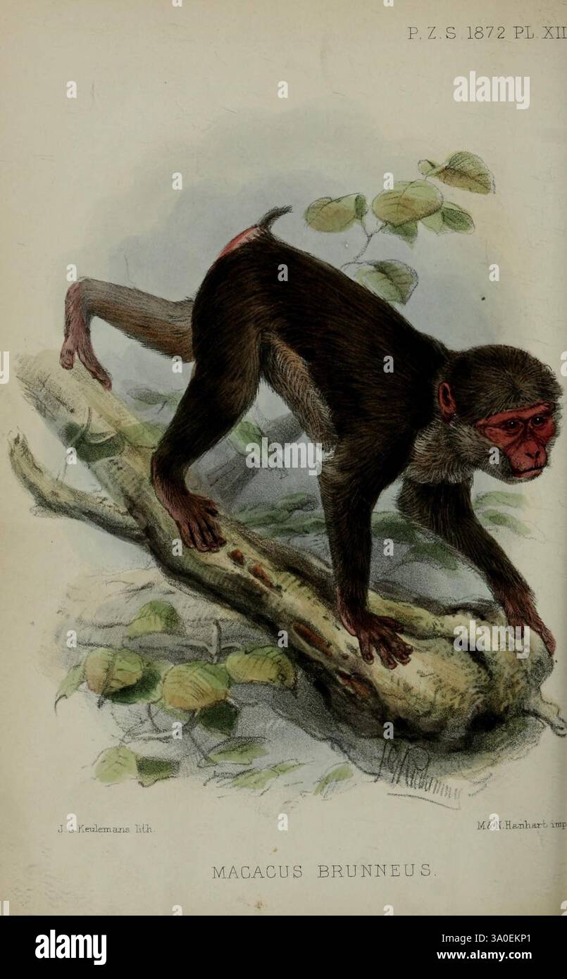 Monkey moves through natural environment hi-res stock photography and ...