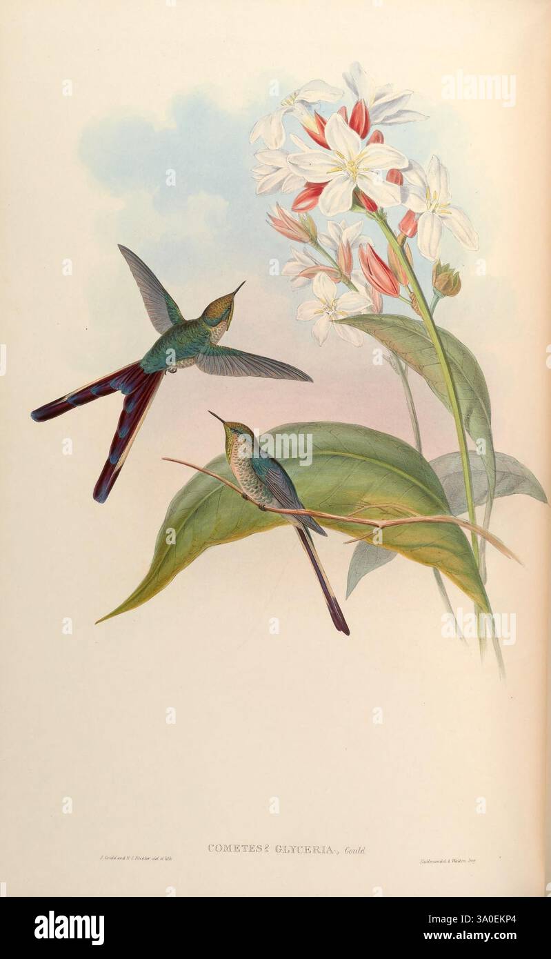A monograph of the Trochilidae, or family of humming-birds, London ...