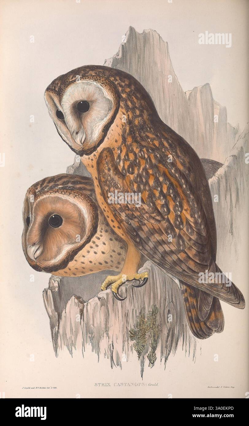 Strix castanops hi-res stock photography and images - Alamy
