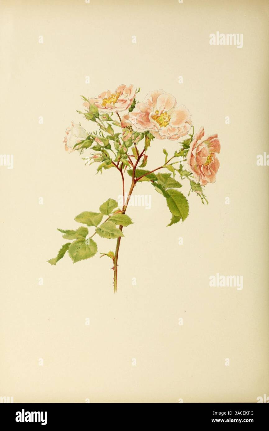 Closer appreciation of natures artistry hi-res stock photography and ...