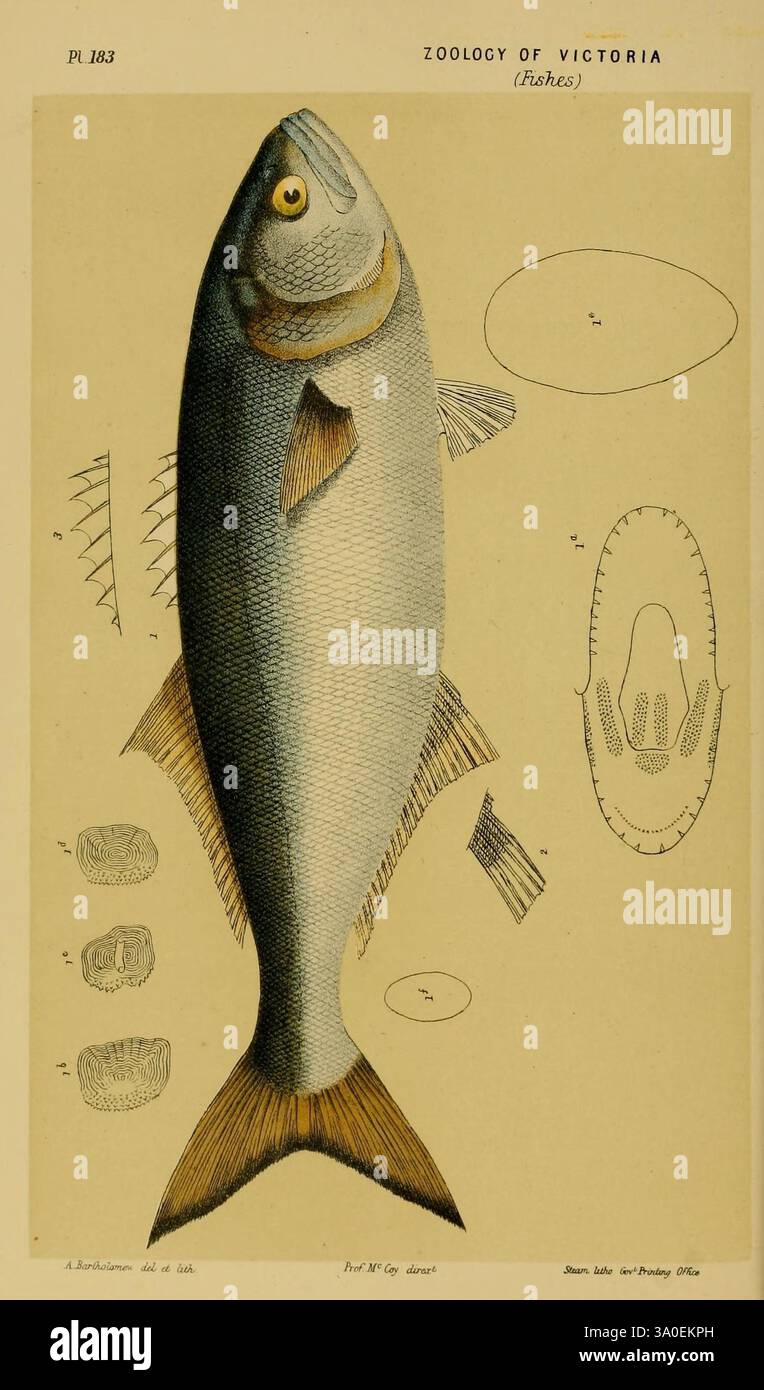 Natural history of Victoria. Melbourne, J. Ferres, government printer ...