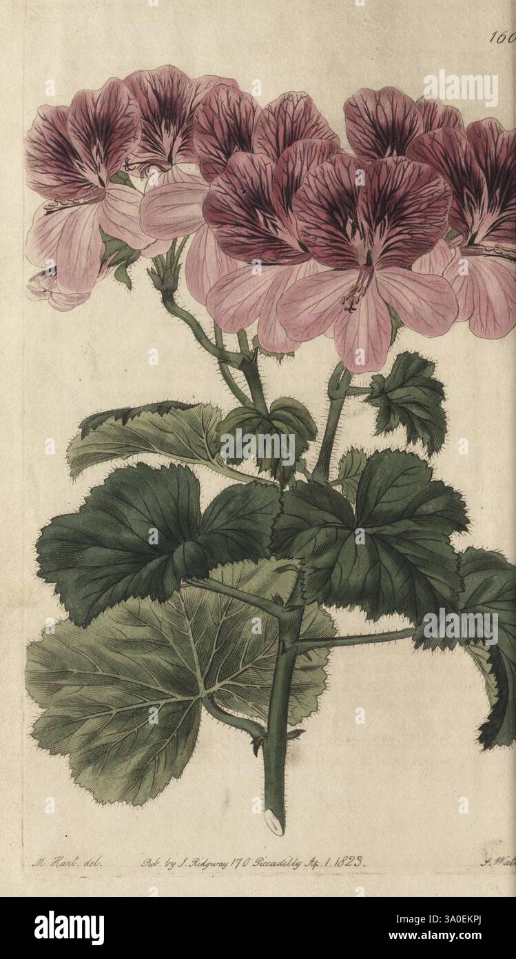 Geraniaceae, London, Printed for James Ridgway, Piccadilly, 1820-1830 ...
