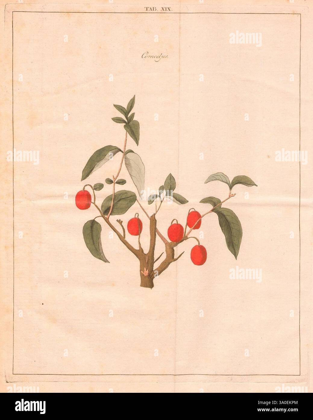 Fructologie Amsterdam M. Magérus 1771 apples fruit culture Cornell ...