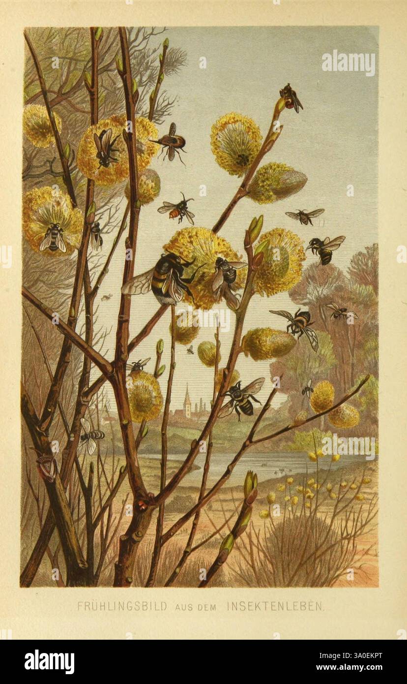 Die Insekten Tausendfüßler Spinnen Leipzig Bibliographische Institut ...