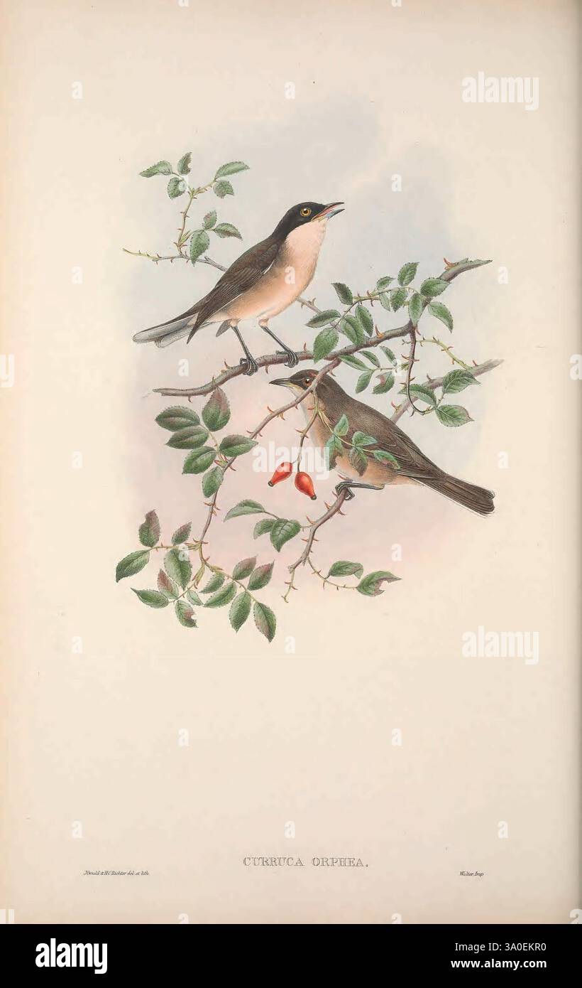 The, birds, of, Great, Britain, London, 1873, birds, Great, Britain ...