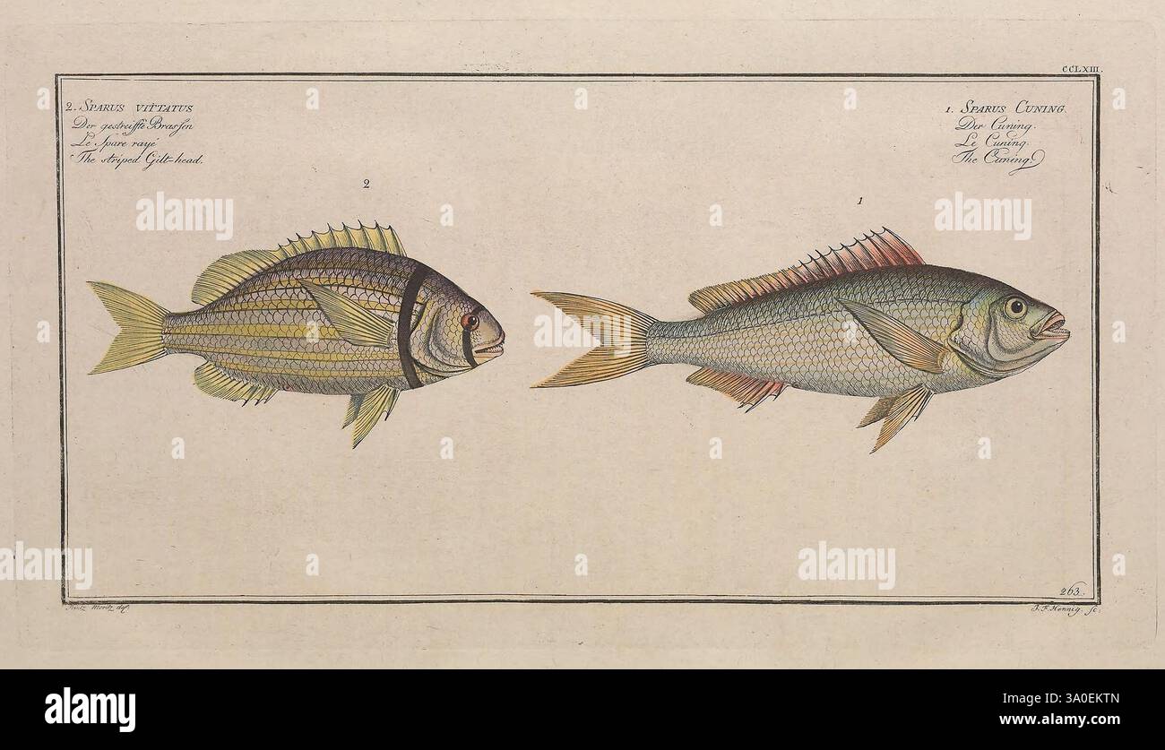 Illustration showcases two distinct species of fish hi-res stock ...