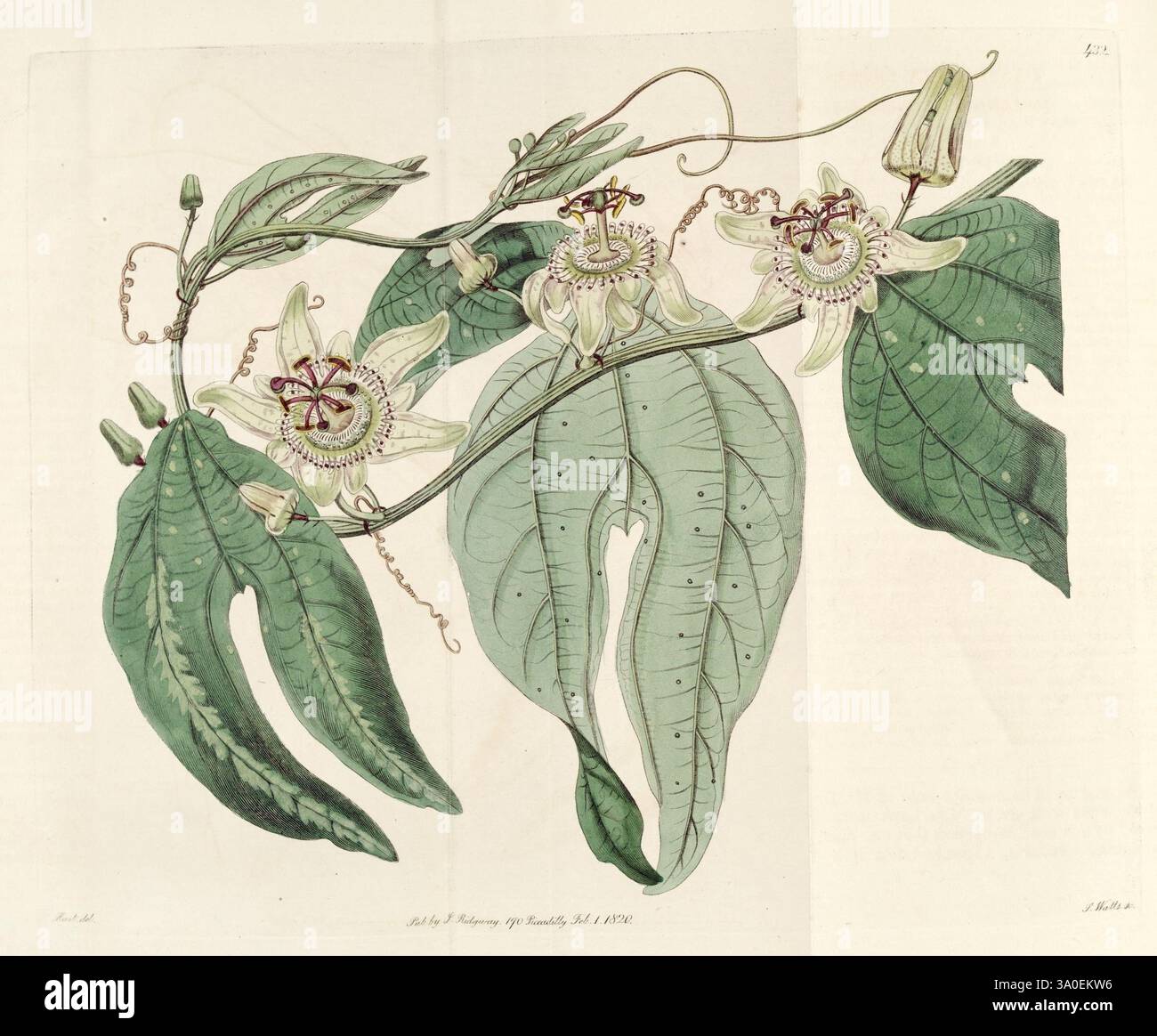 The Botanical Register, London, Printed for James Ridgway, 1815-1828 ...