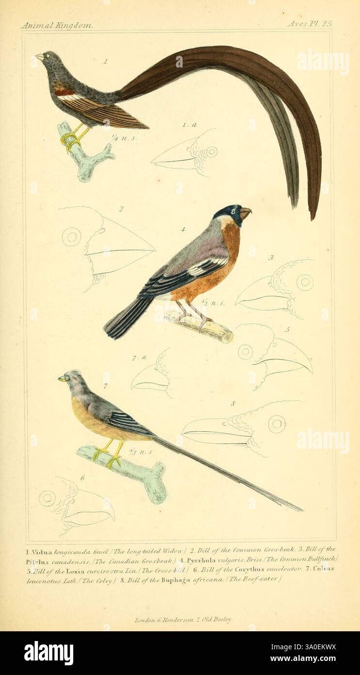 Profiles of three birds hi-res stock photography and images - Alamy