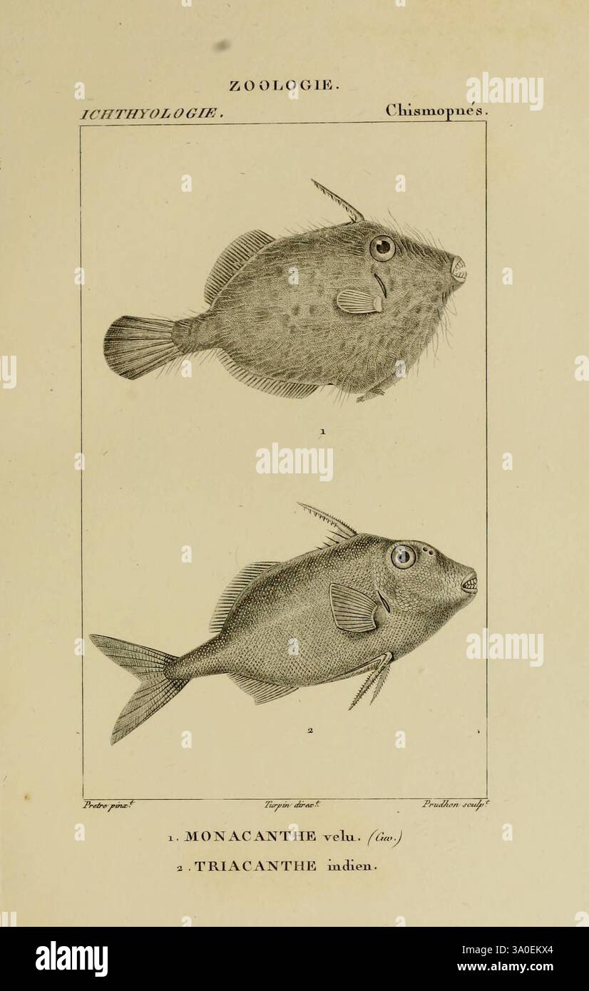 Dictionnaire des sciences naturelles, Strasbourg, Paris, F. G. Levrault ...