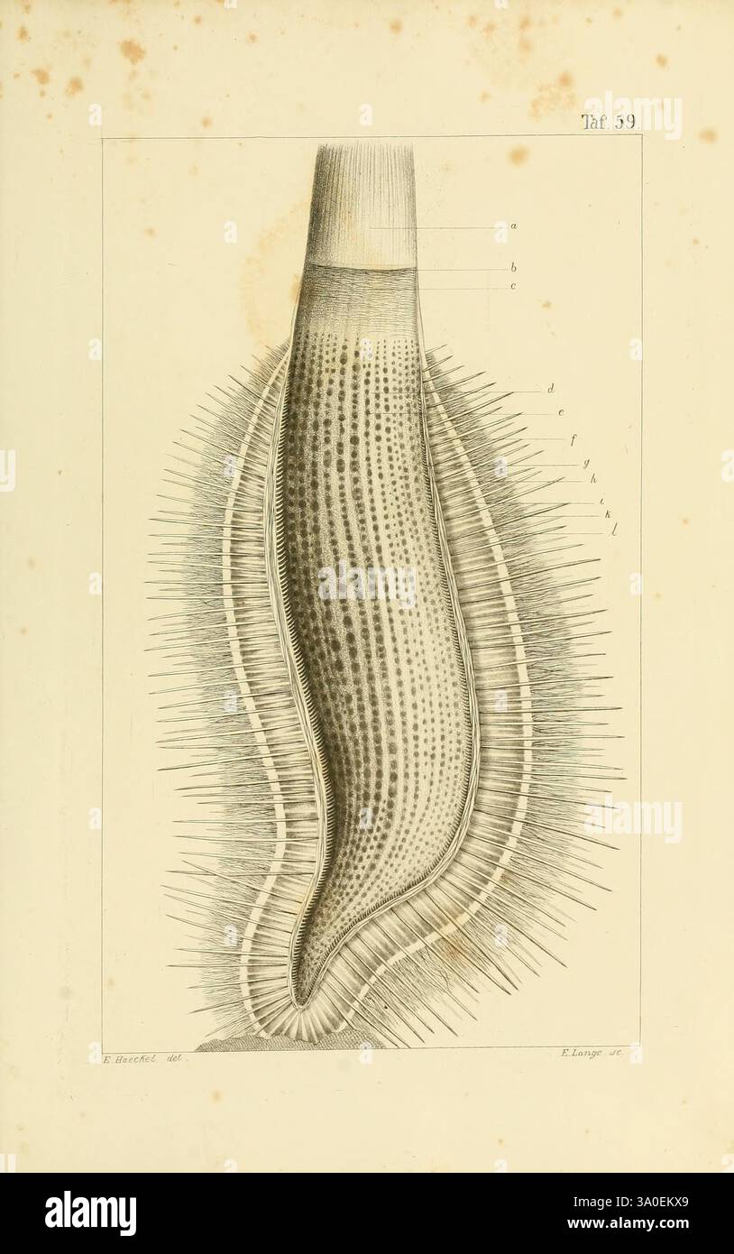 Comprehensive study of shell morphology hi-res stock photography and ...