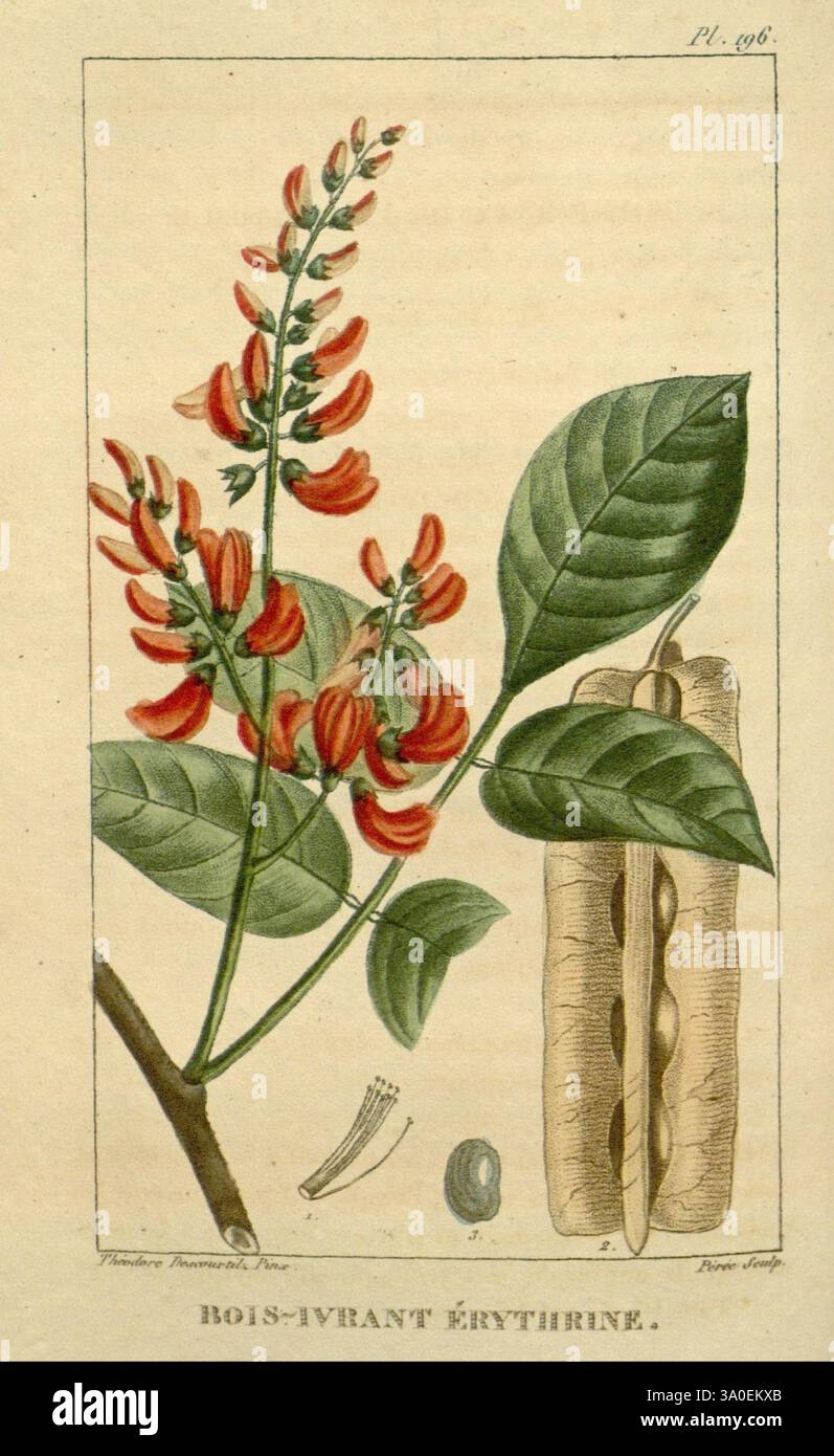Flore médicale des Antilles, ou, Traité des plantes usuelles, Paris ...