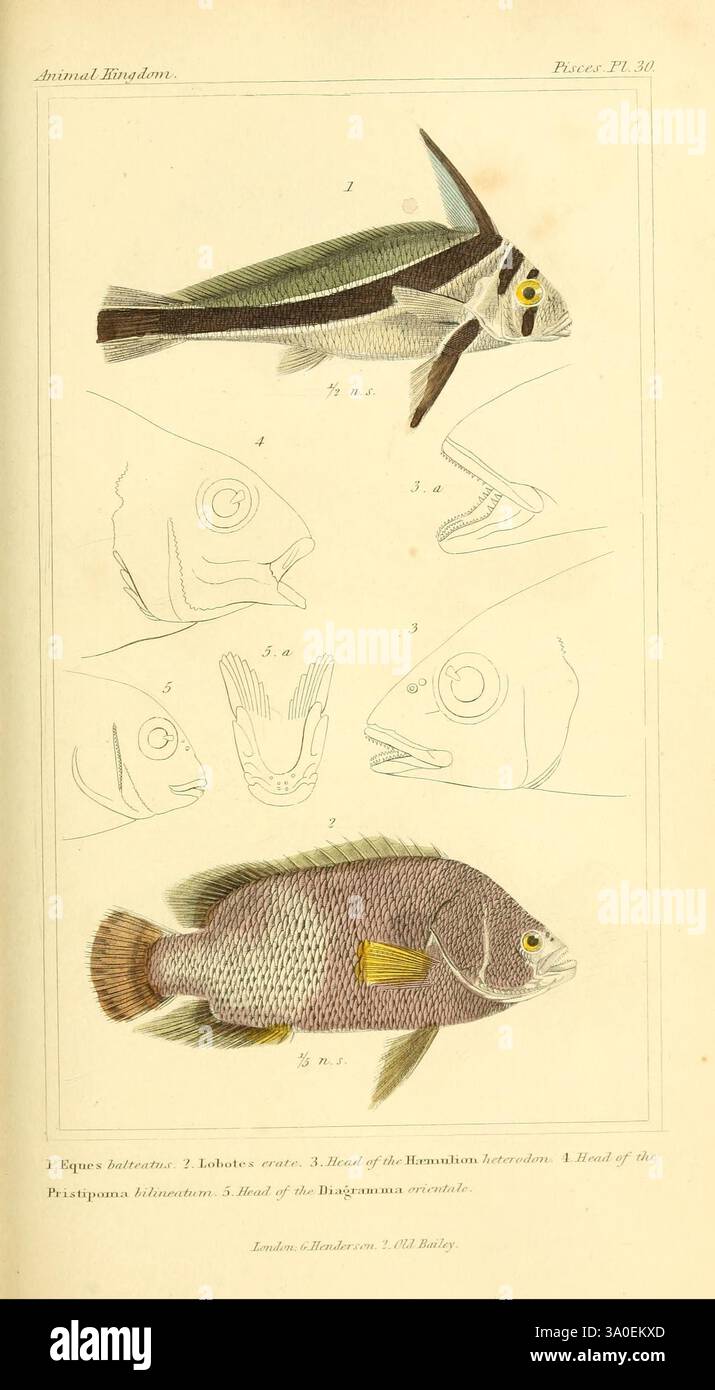 Scientific depictions of various fish species hi-res stock photography ...