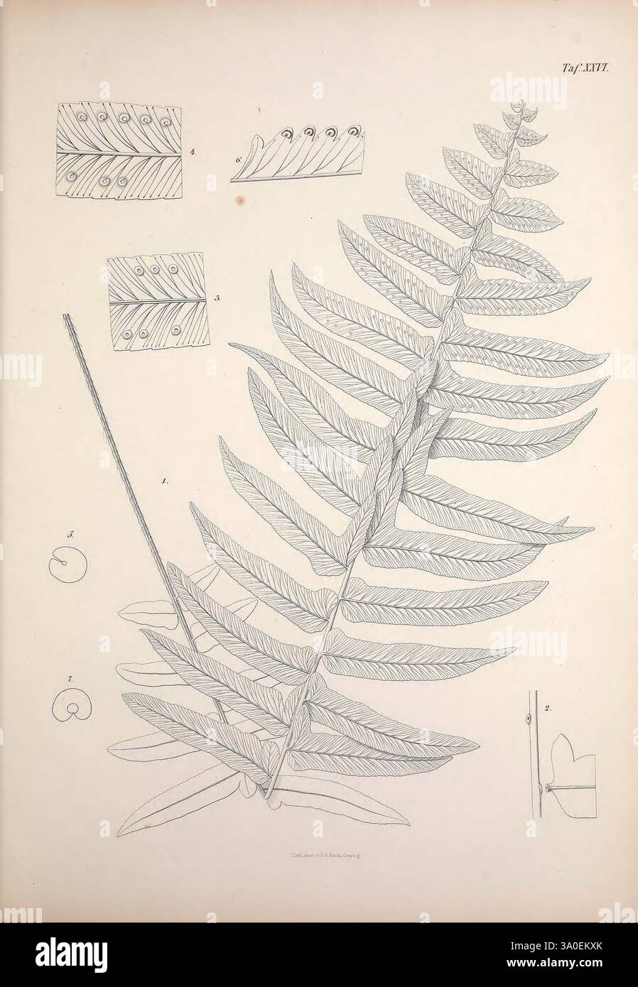 Filices Horti Botanici Lipsiensis Leipzig L Voss 1856 Ferns Germany The Illustration