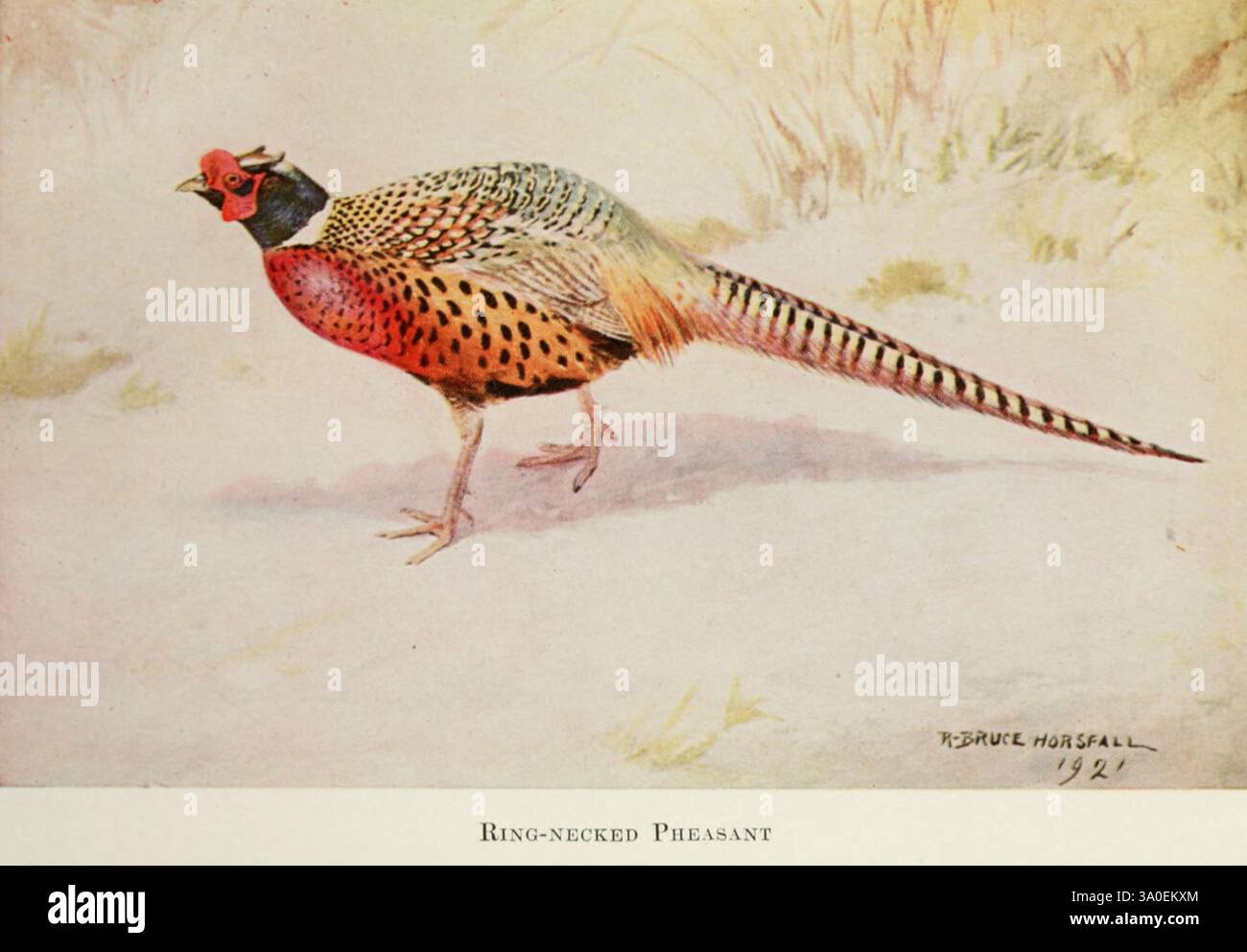 Elegant creature embodies hi-res stock photography and images - Alamy