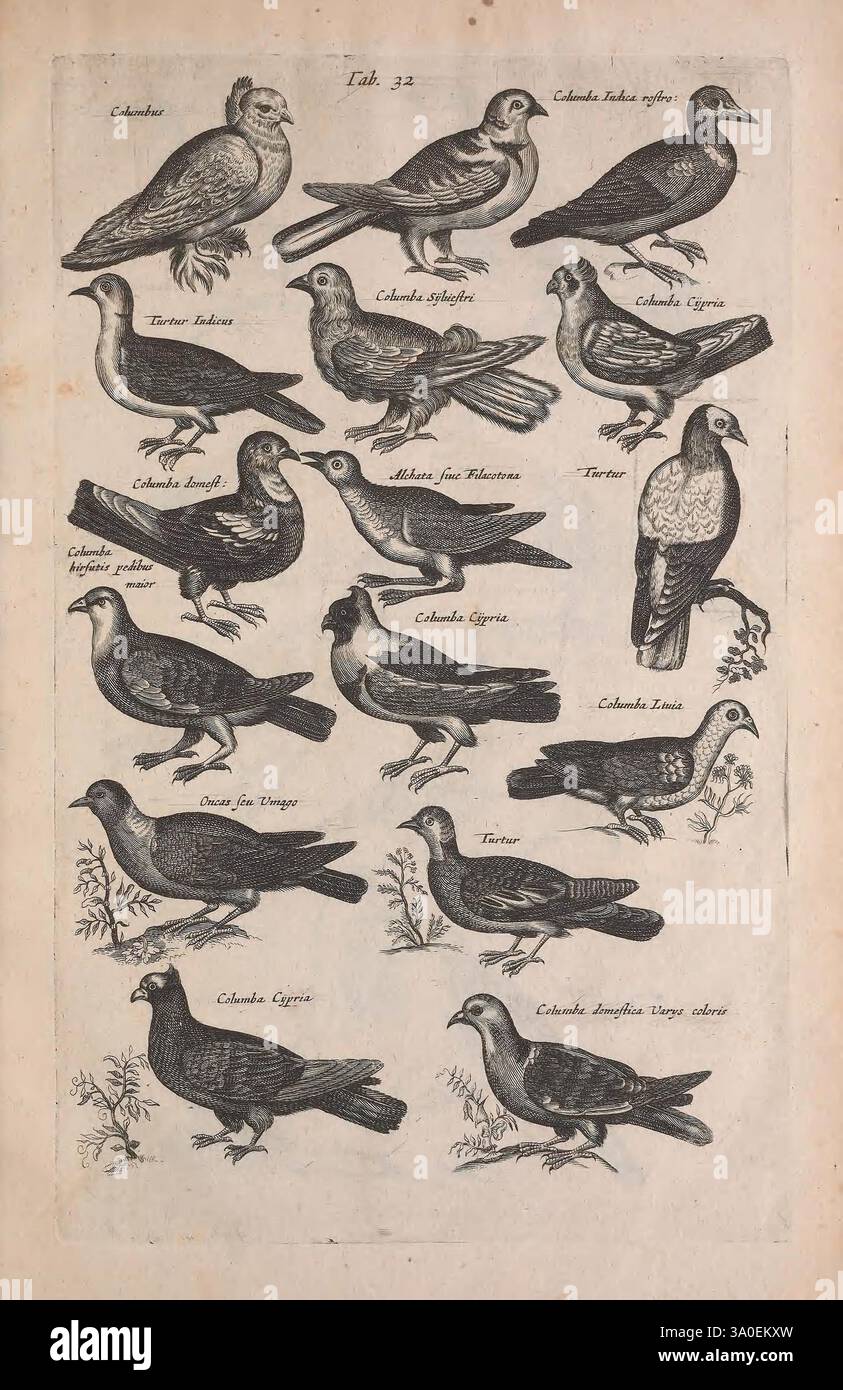 Showcasing diverse plumage patterns hi-res stock photography and images - Alamy