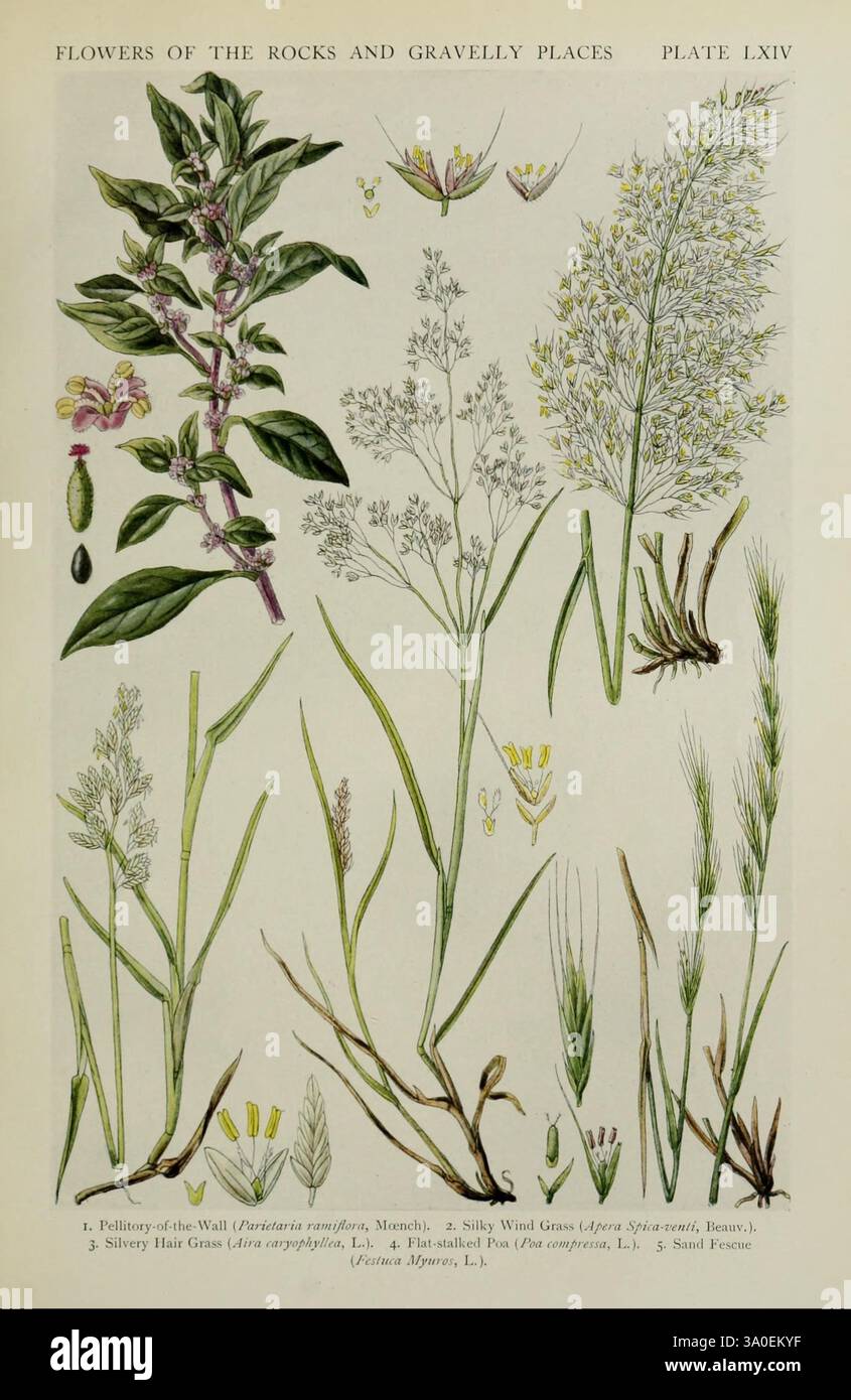 A new British flora, London, Gresham Pub. Co, 1919, floras, Great ...