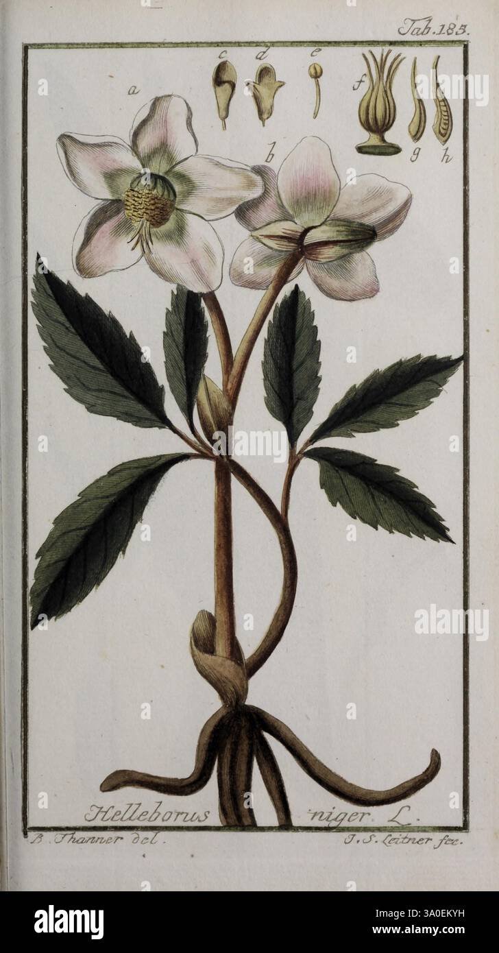 Cluster of yellow reproductive organs hi-res stock photography and ...