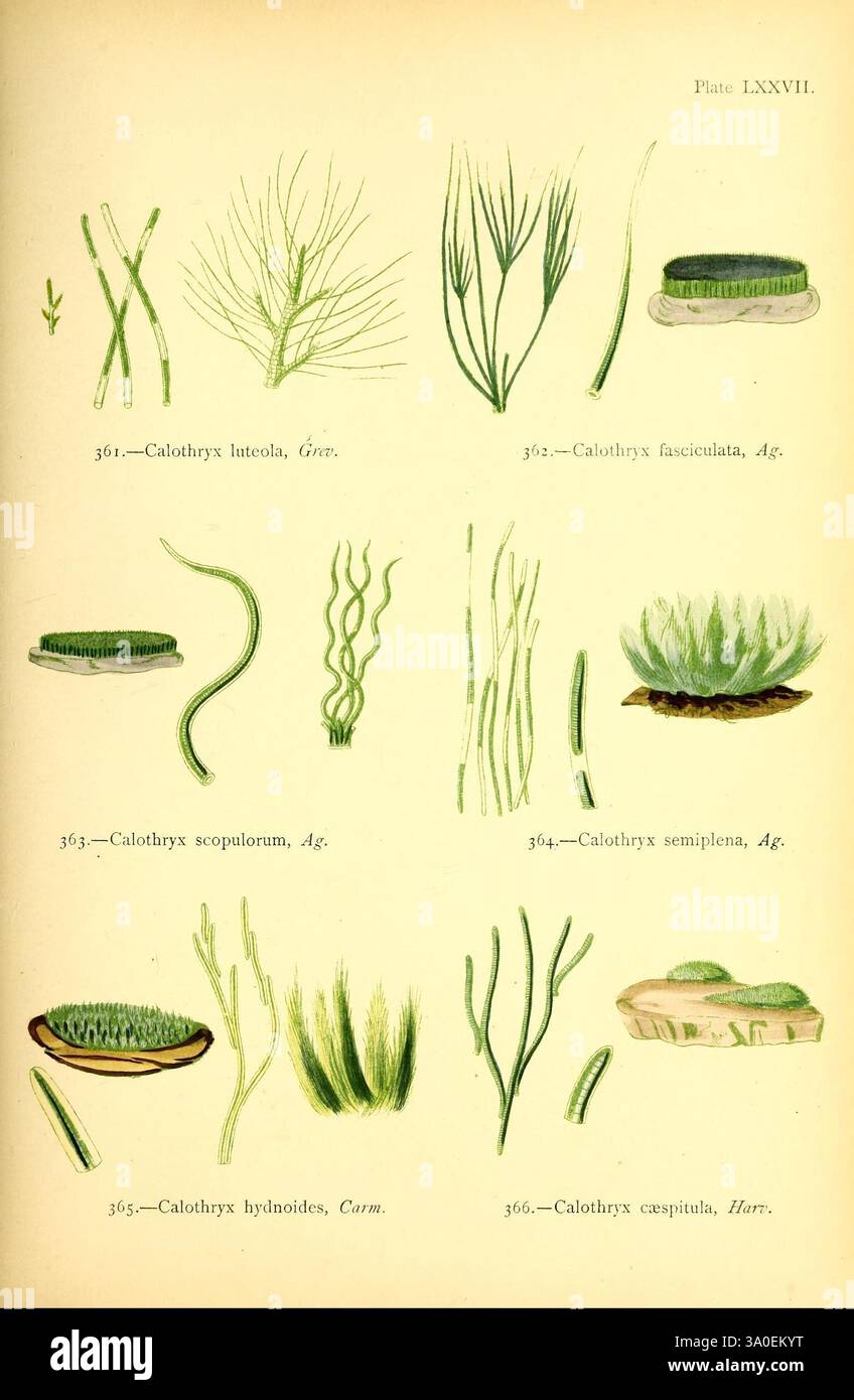 British sea-weeds, London, Bell and Daldy, 1872, algae, Great Britain, marine algae, A ...