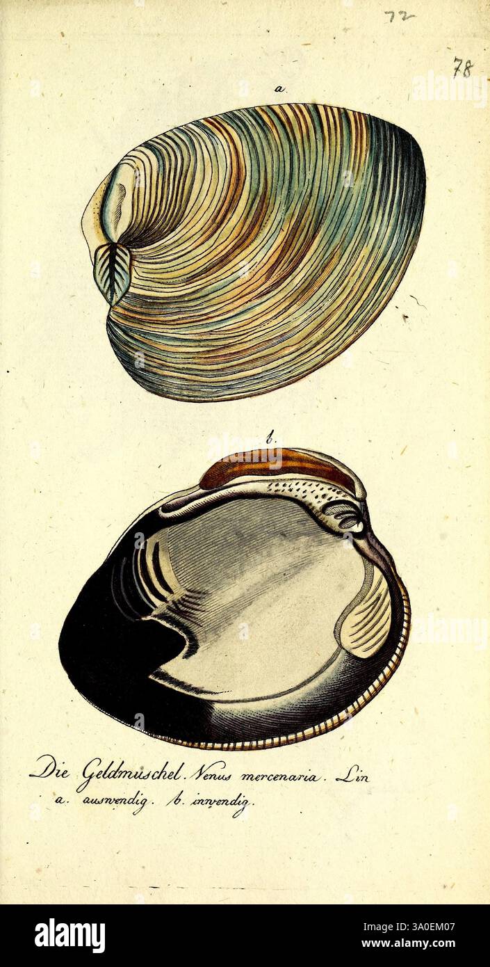 Upper shell demonstrates hi-res stock photography and images - Alamy