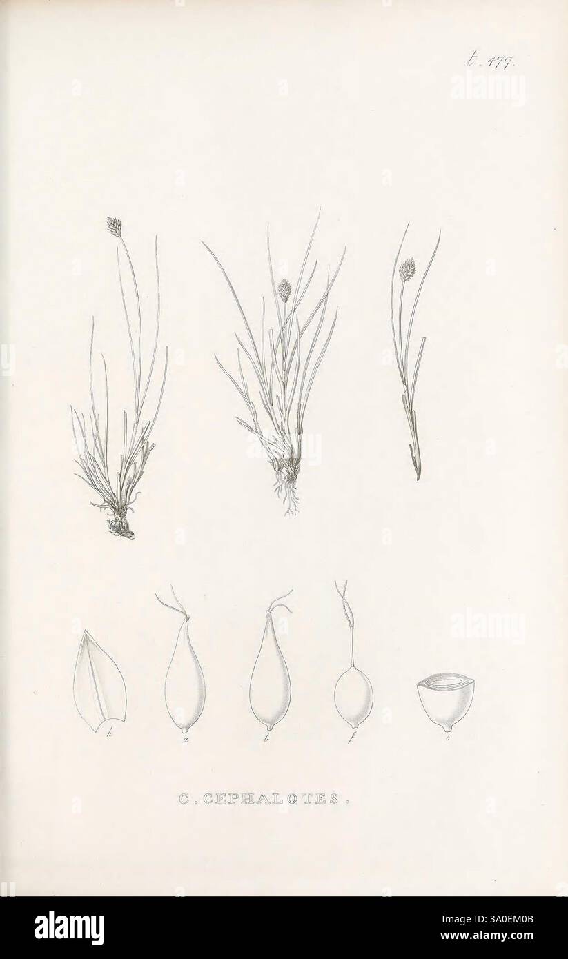 Illustrations of the genus Carex, London, William Pamplin, 1858-1867 ...
