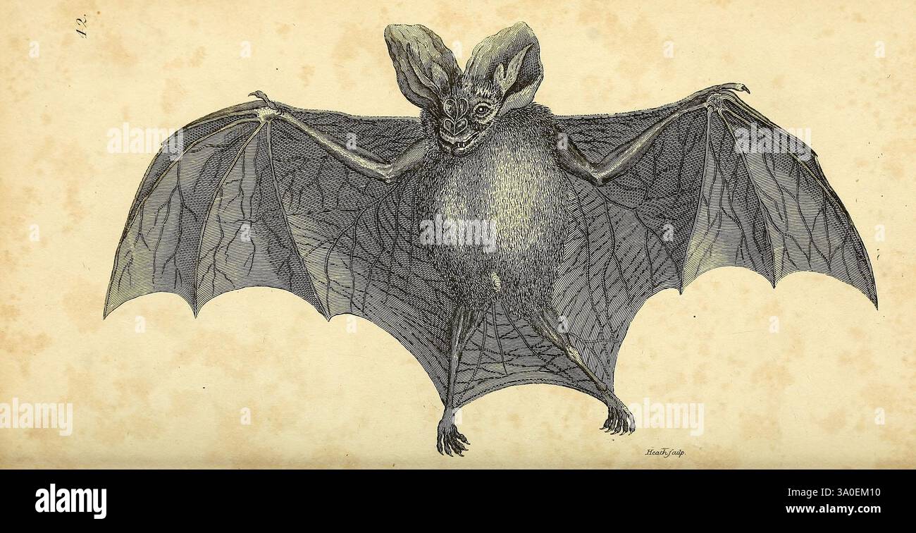 General zoology, or Systematic natural history, London, Printed for G ...