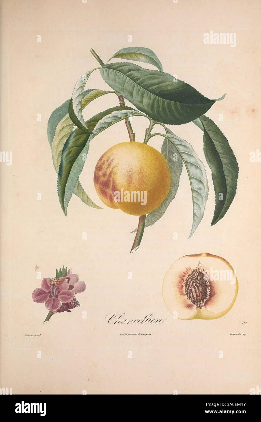 Peach exhibits hi-res stock photography and images - Alamy