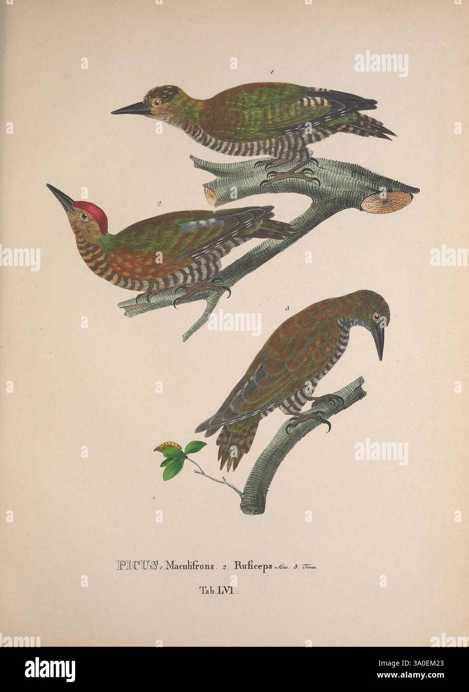 Middle woodpecker displays hi-res stock photography and images - Alamy