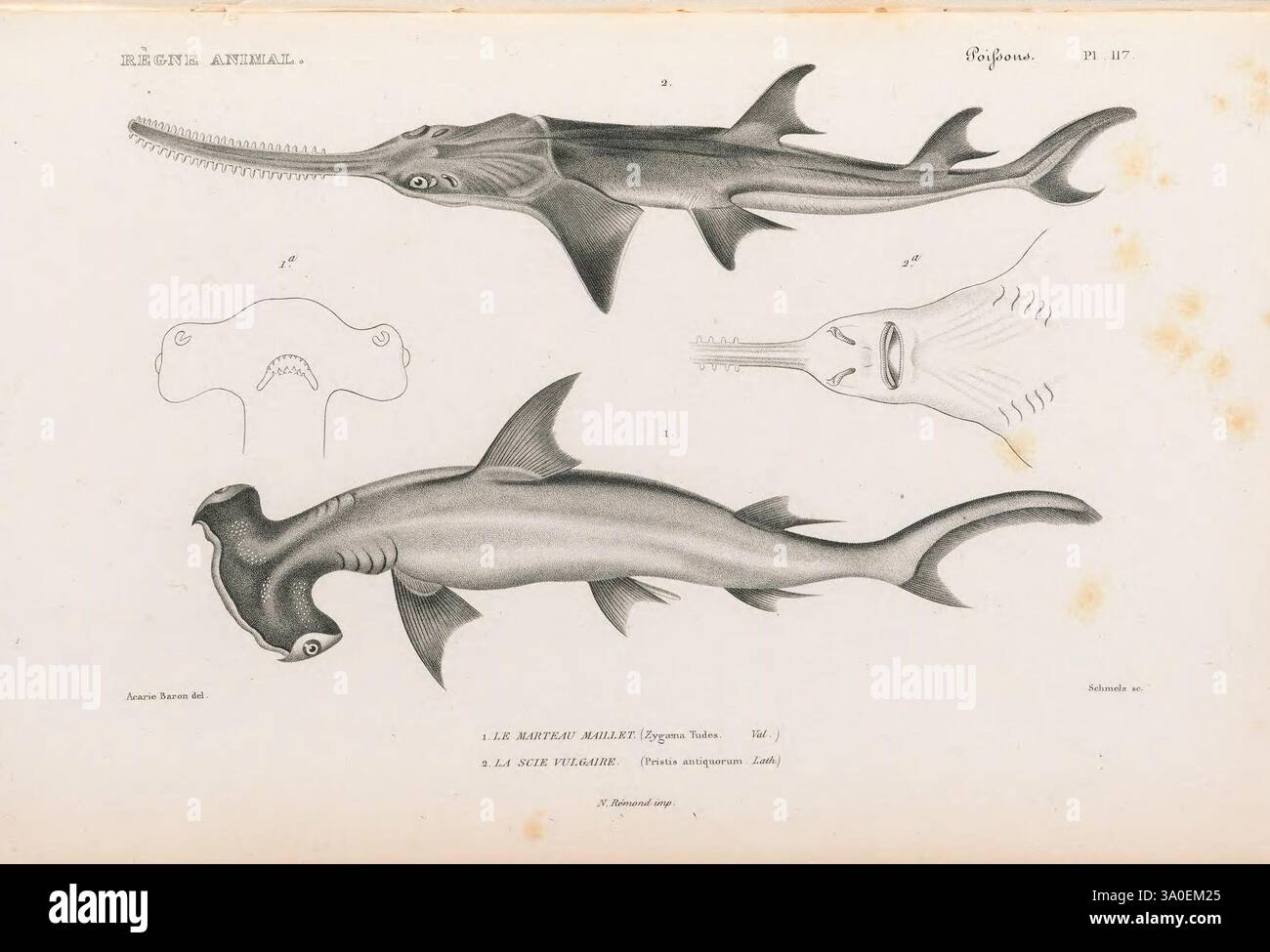Anatomical drawings of various species of hammerhead sharks hi-res ...