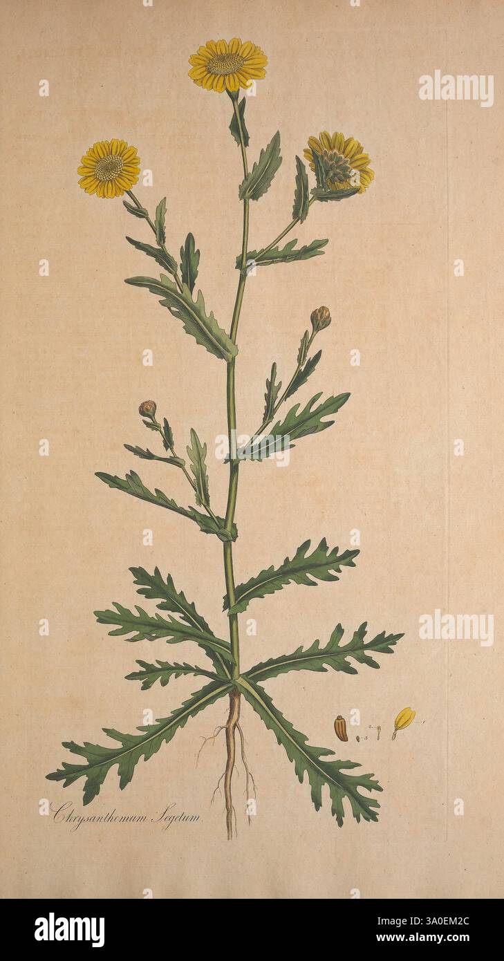 Flora Londinensis, or Plates and descriptions of such plants as grow ...