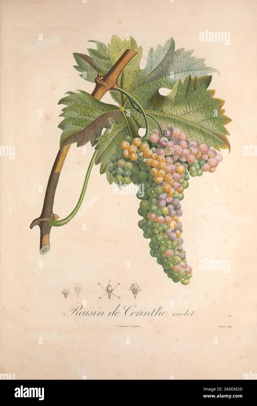 Comprehensive study of viticulture hi-res stock photography and images ...