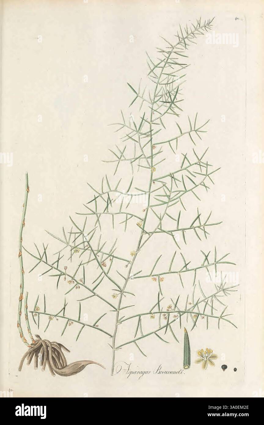 Asparagus broussonetii hi-res stock photography and images - Alamy