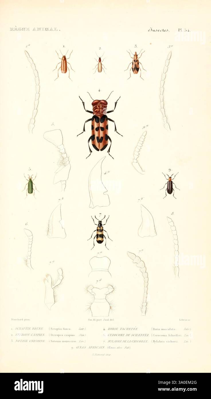 Insect forms in varied positions hi-res stock photography and images ...