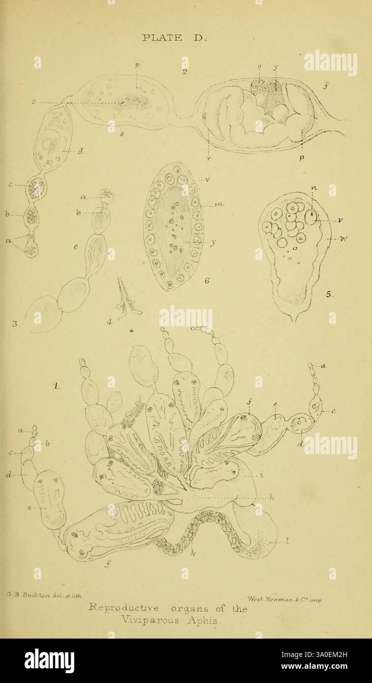 Includes detailed depictions of several forms of reproductive hi-res ...