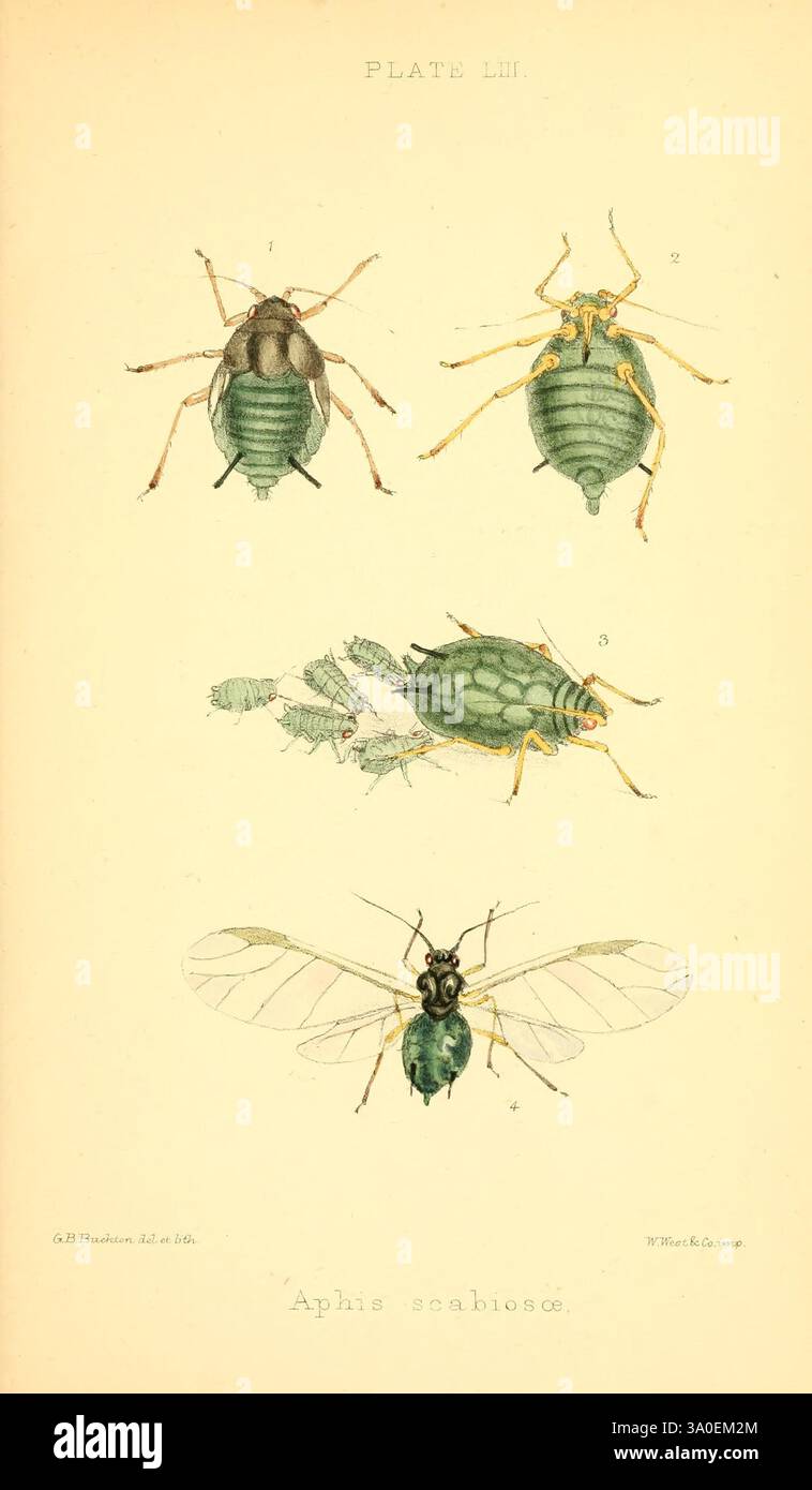 Variety of aphids belonging hi-res stock photography and images - Alamy