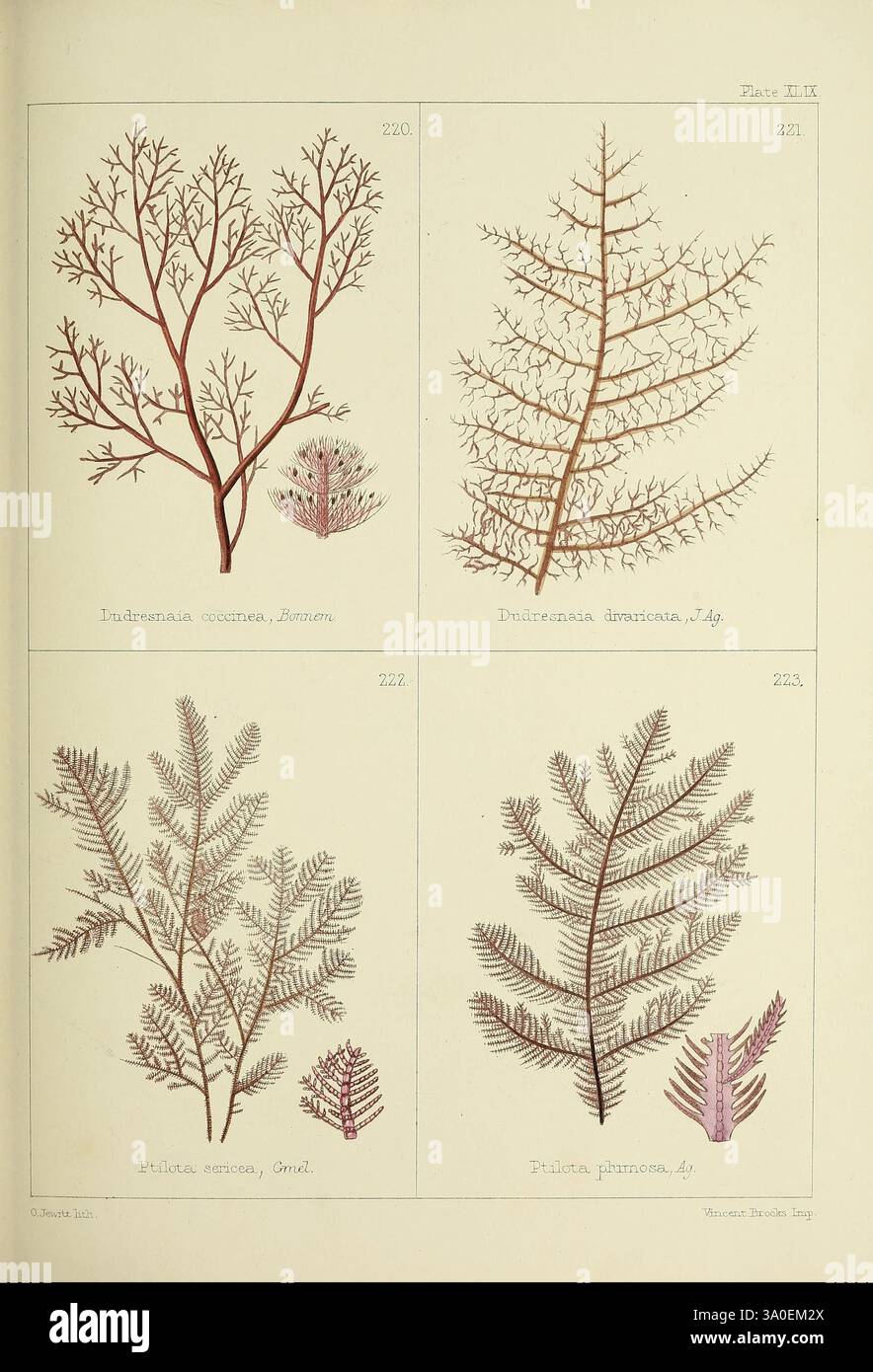 British, sea-weeds, Drawn, from, Professor Harvey's, 'Phycologia, britannica.', London, Bell ...