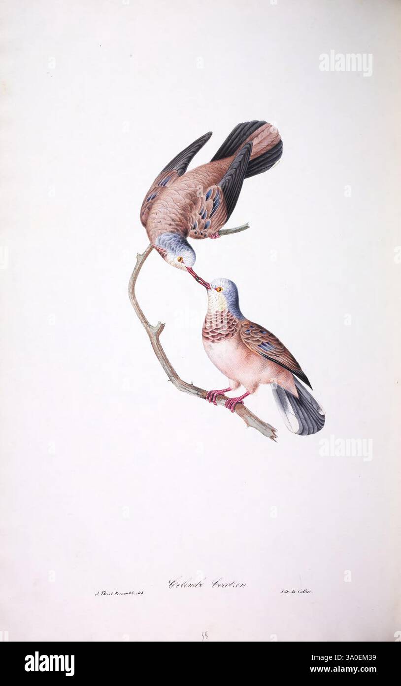 Colombe cocotzin hi-res stock photography and images - Alamy